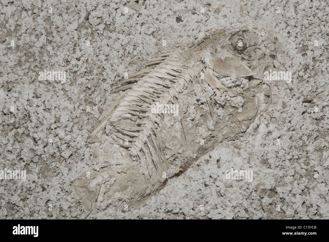 Fish skeleton hi-res stock photography and images - Alamy