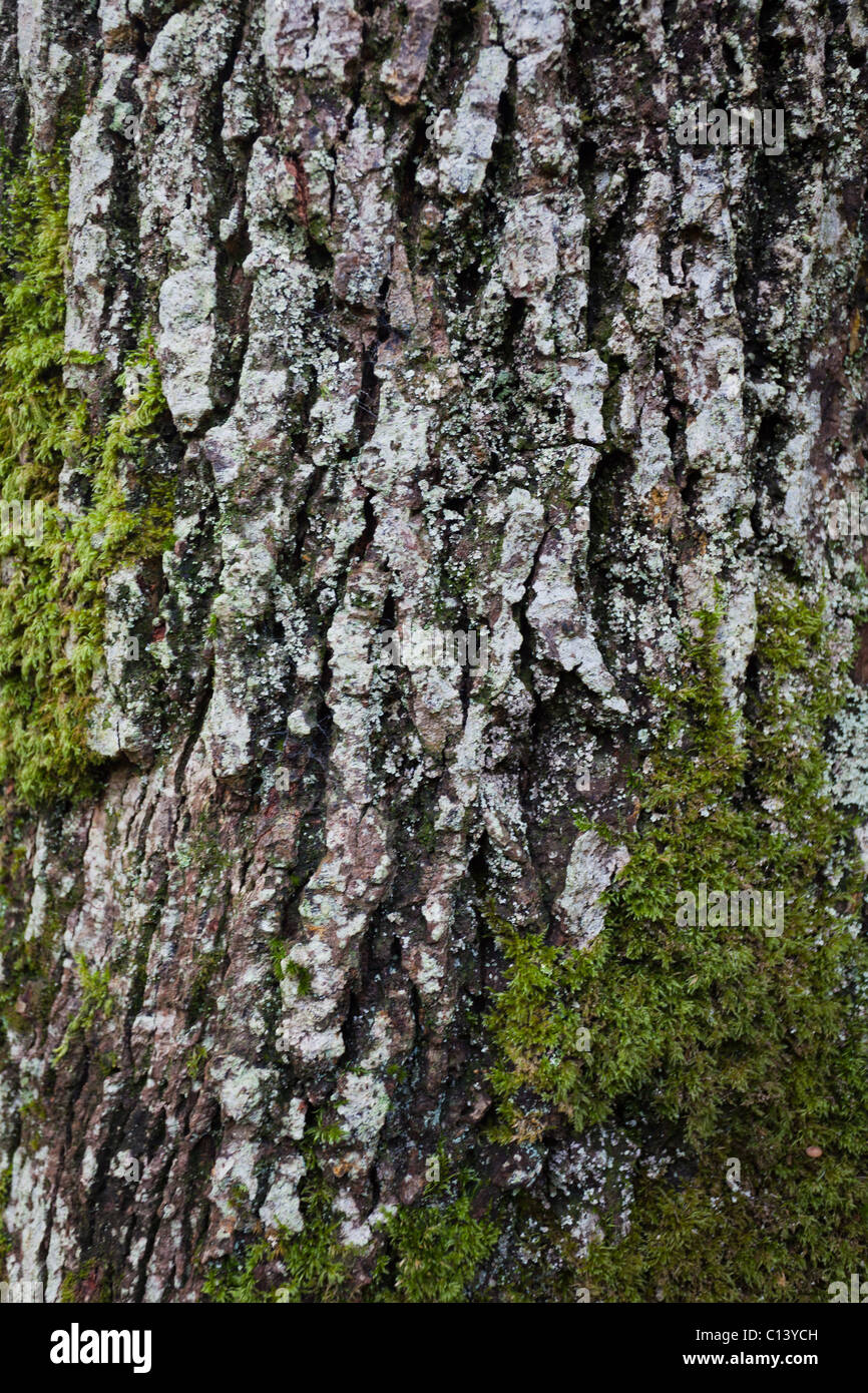 tree bark detail Stock Photo - Alamy