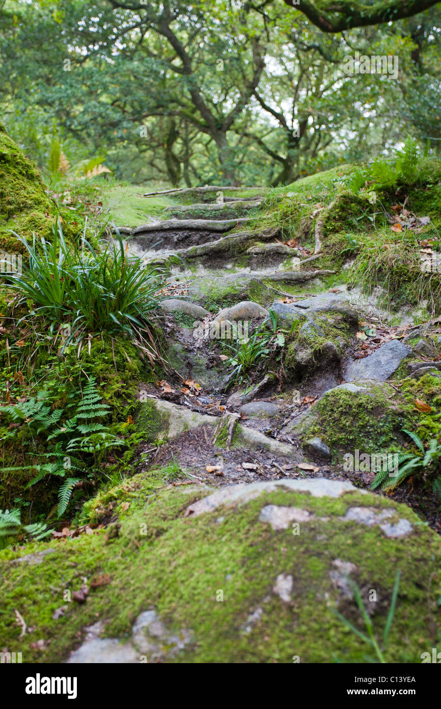 Steps formed by roots leading up a mossy rocky path Stock Photo - Alamy