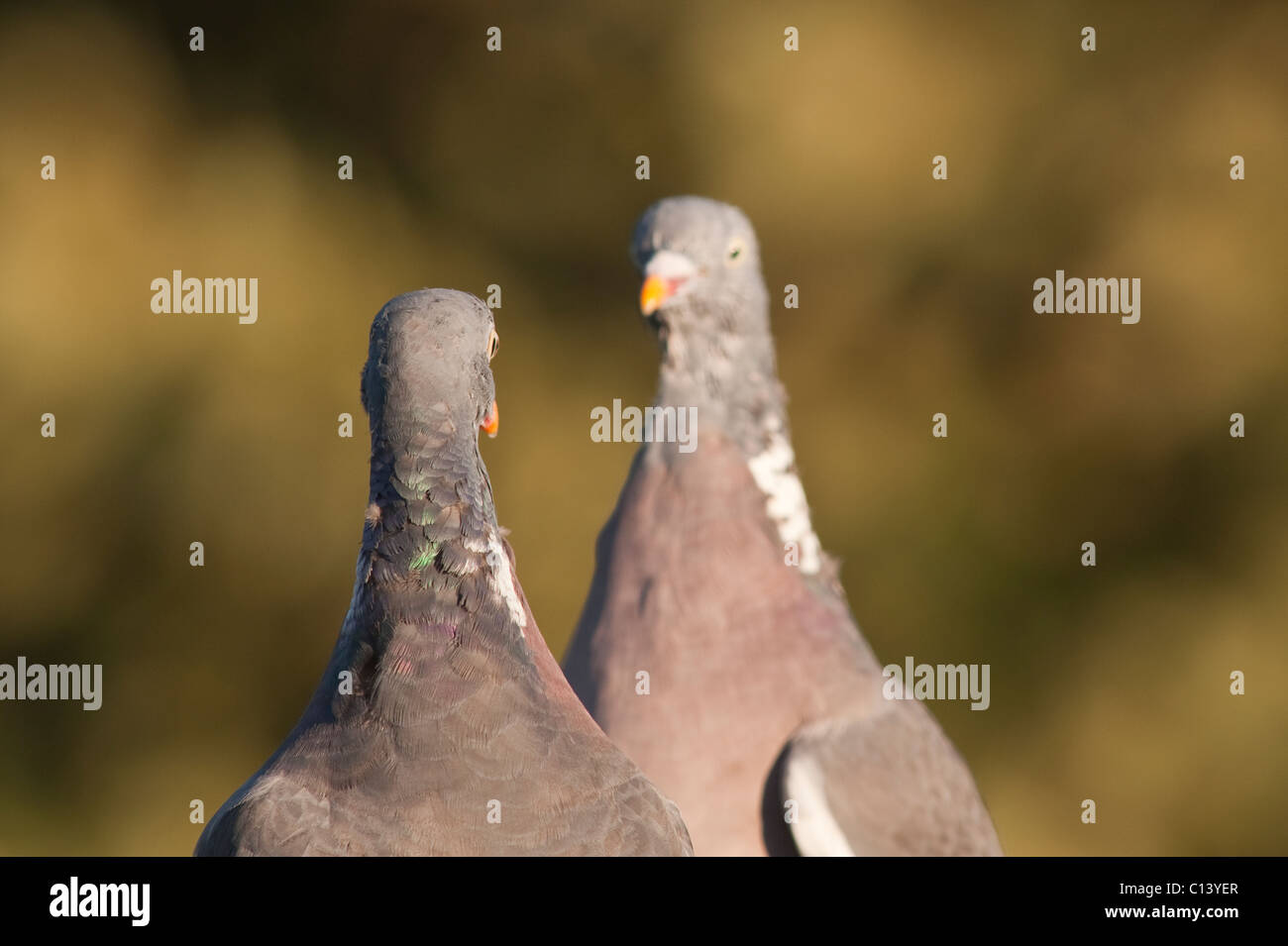 A pair of Woodpigeon (Columba palumbus) squaring up to one another ...