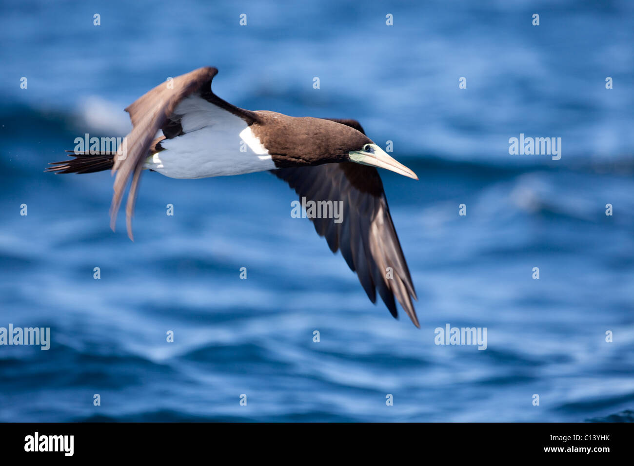 Brown Booby (Sula leucogaster) takes off in Kino Bay, Mexico Stock ...