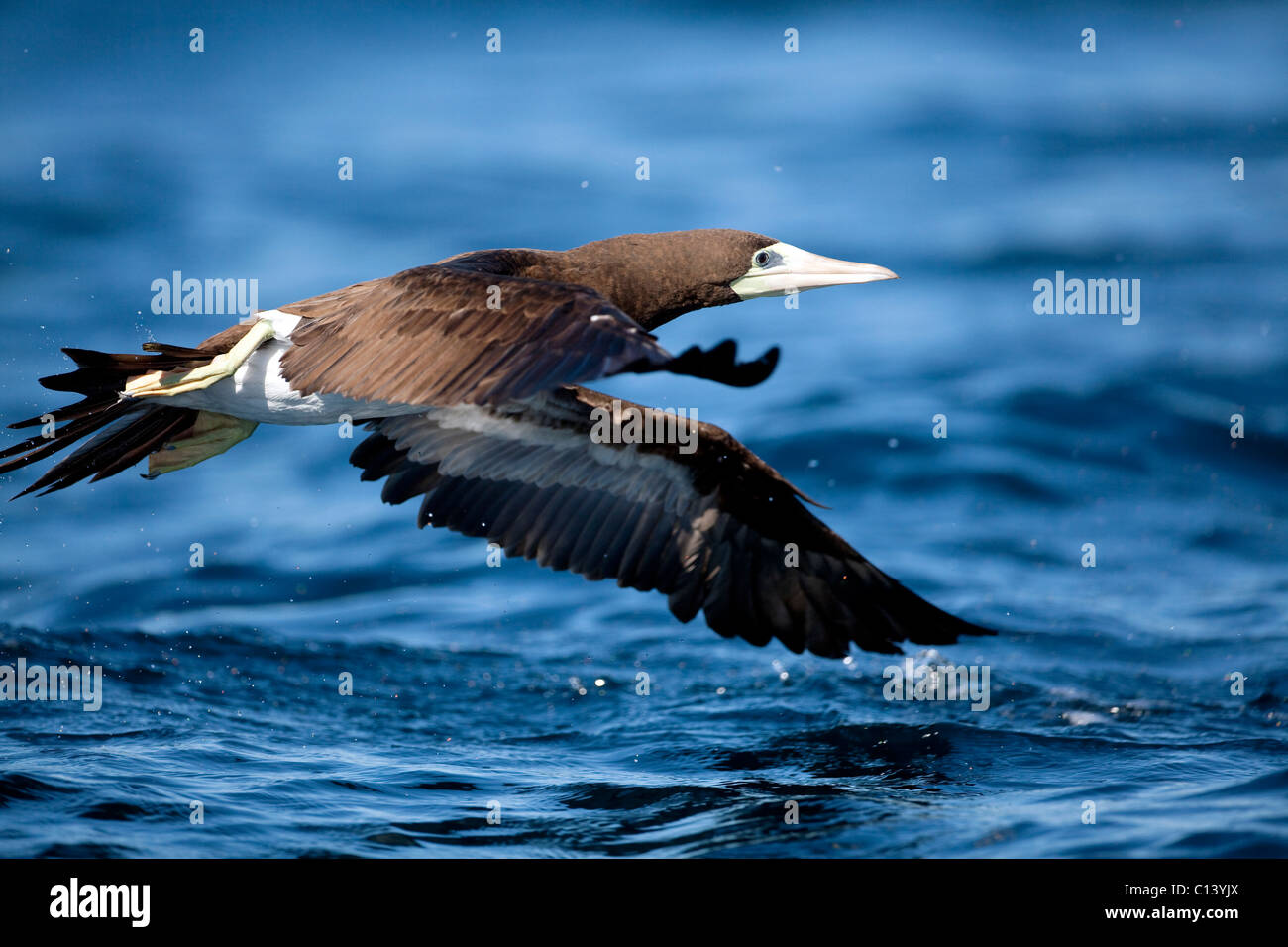 Brown Booby (Sula leucogaster) takes off in Kino Bay, Mexico Stock ...