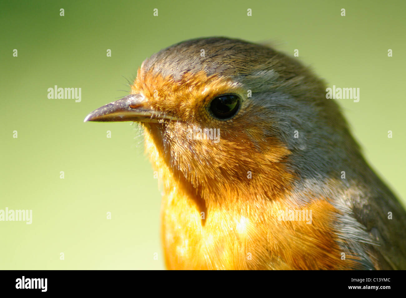 Bird robin face hi-res stock photography and images - Alamy