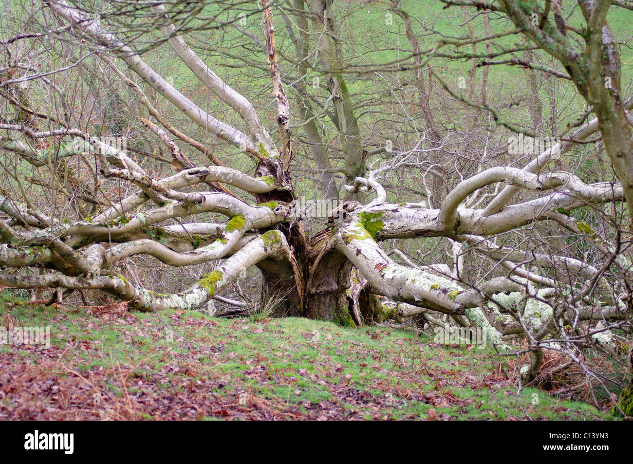 Tree split by lightning hi-res stock photography and images - Alamy
