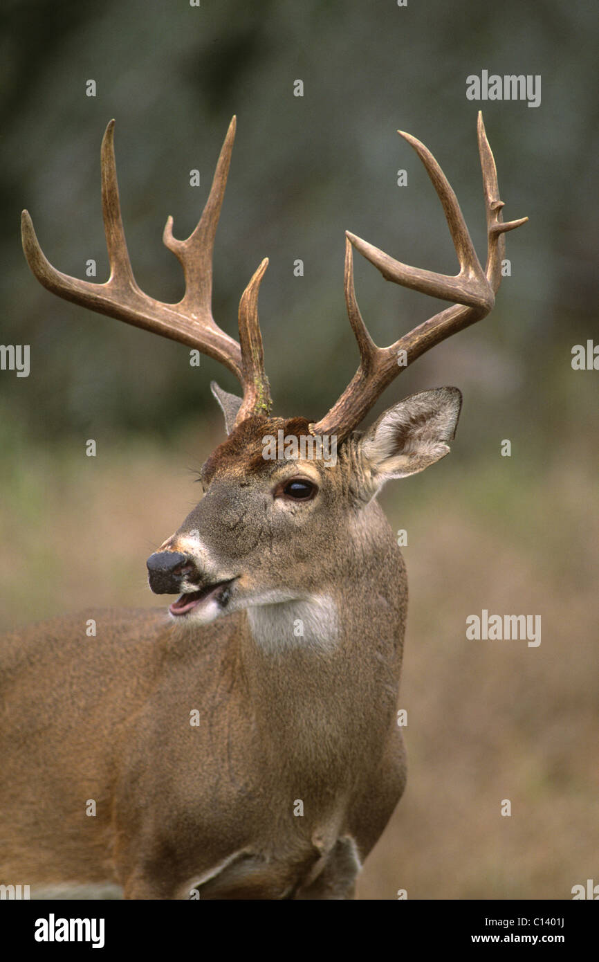 White-tailed Buck Portrait Stock Photo - Alamy