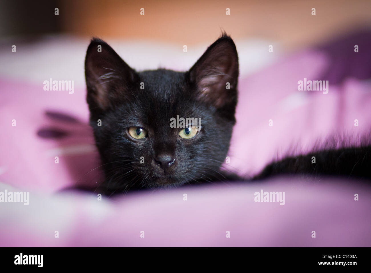 Half asleep cat hi-res stock photography and images - Alamy