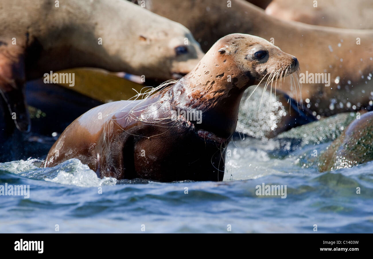 A young California sea lion (Zalophus californianus) entangled by a ...