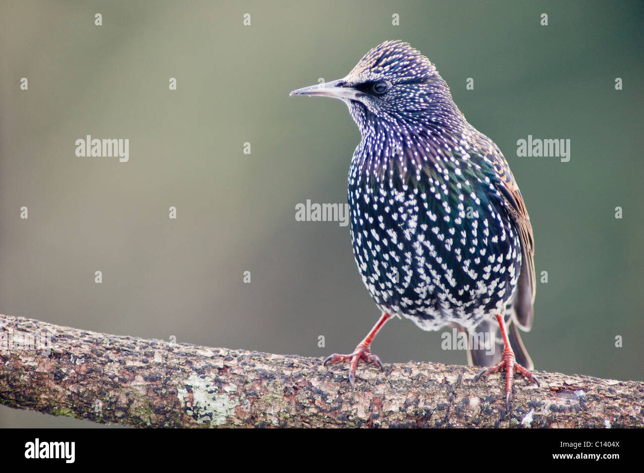 Starling uk hi-res stock photography and images - Alamy