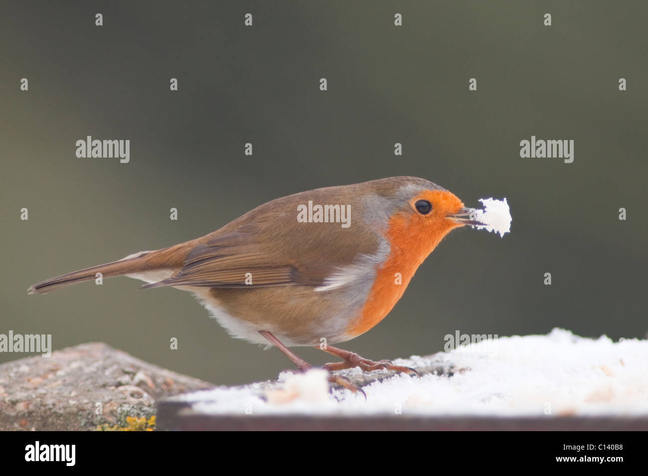 Robin feeding hi-res stock photography and images - Alamy