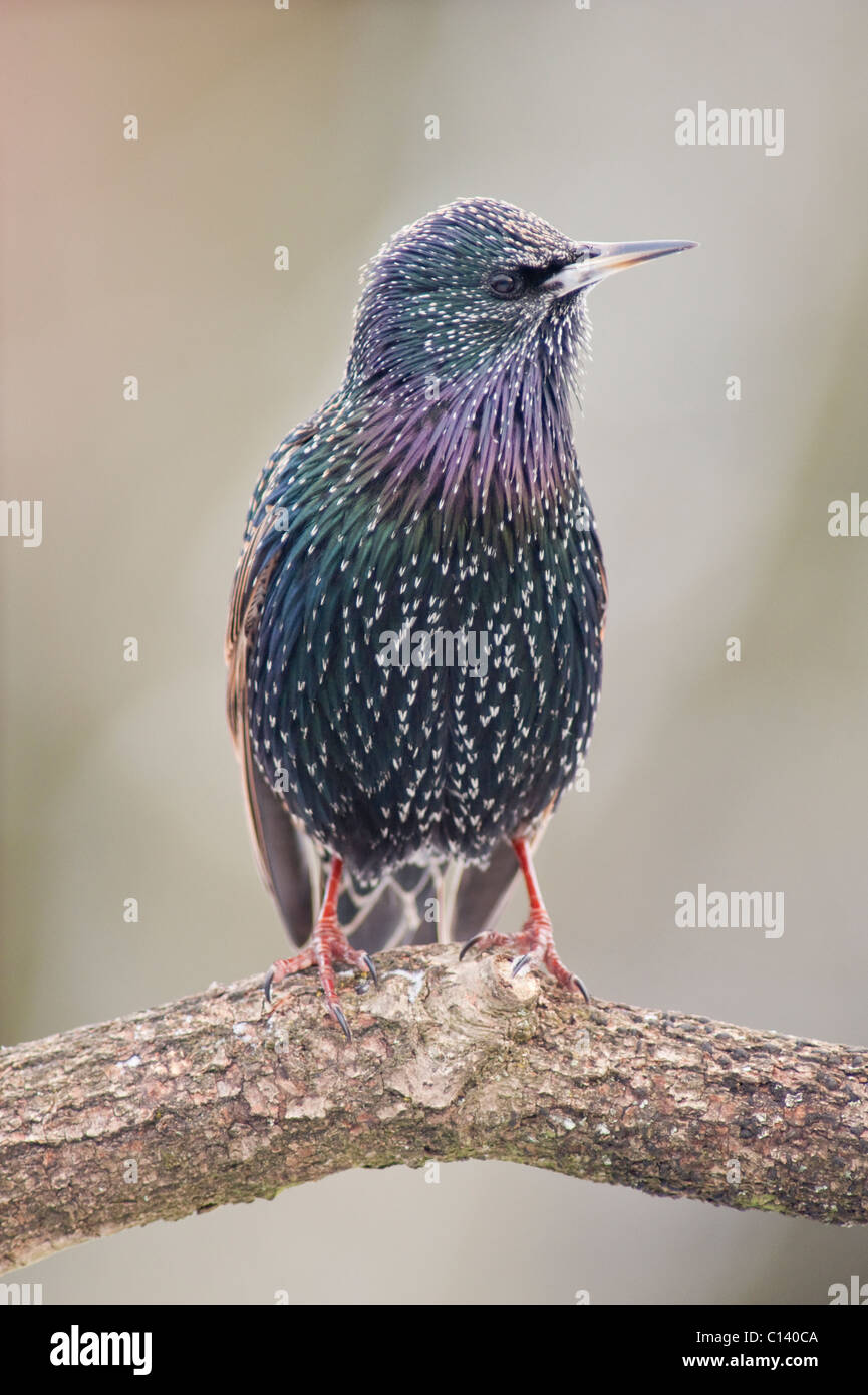 Starling uk hi-res stock photography and images - Alamy