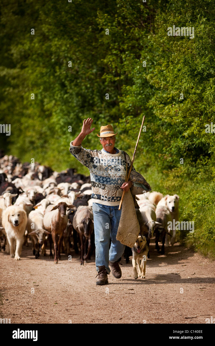 Shepherd leading his flock hi-res stock photography and images - Alamy