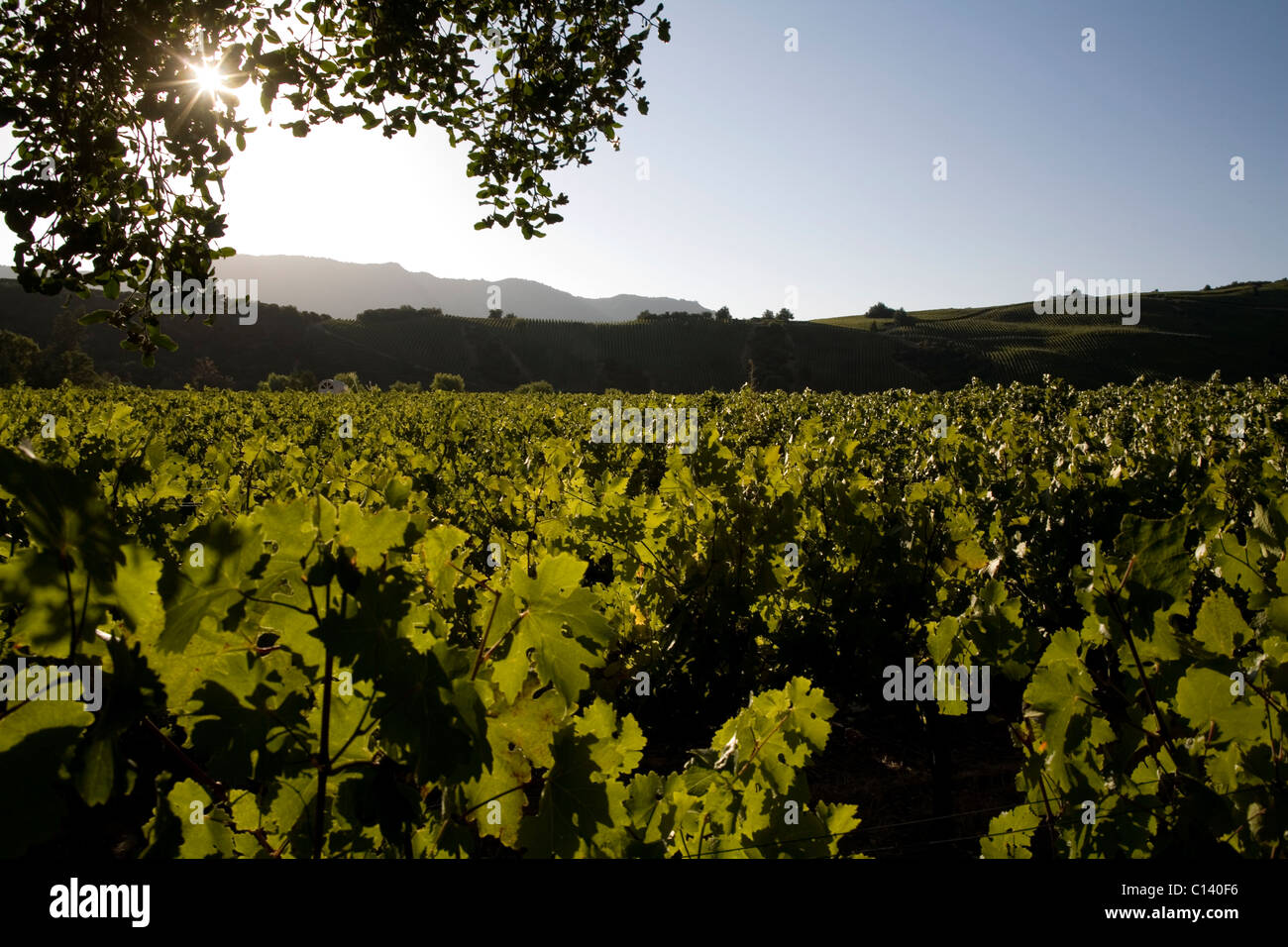 Vina Montes Vineyard Colchagua valley Chile Stock Photo - Alamy