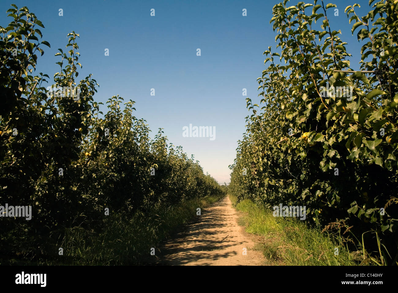 Apple pears plantation in Rancagua Chile Stock Photo - Alamy