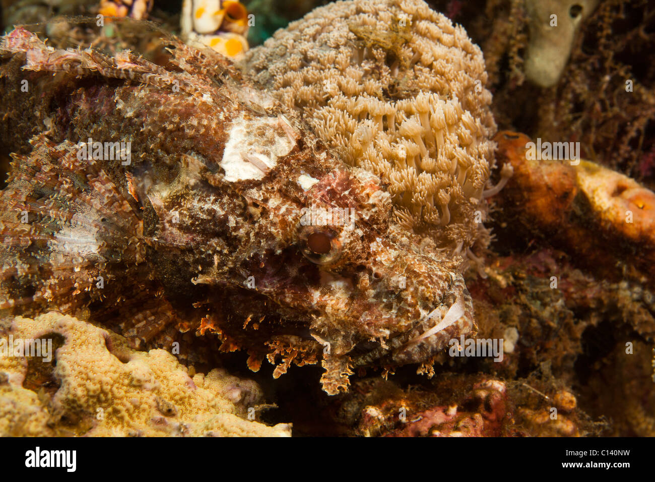 Scorpionfish on reef hi-res stock photography and images - Alamy