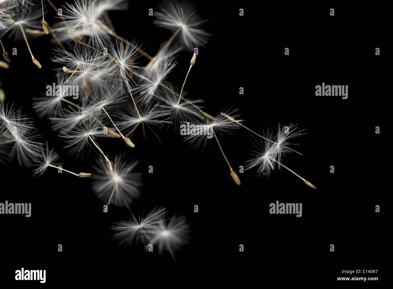 Seeds of dandelion are flying, isolated on black Stock Photo - Alamy