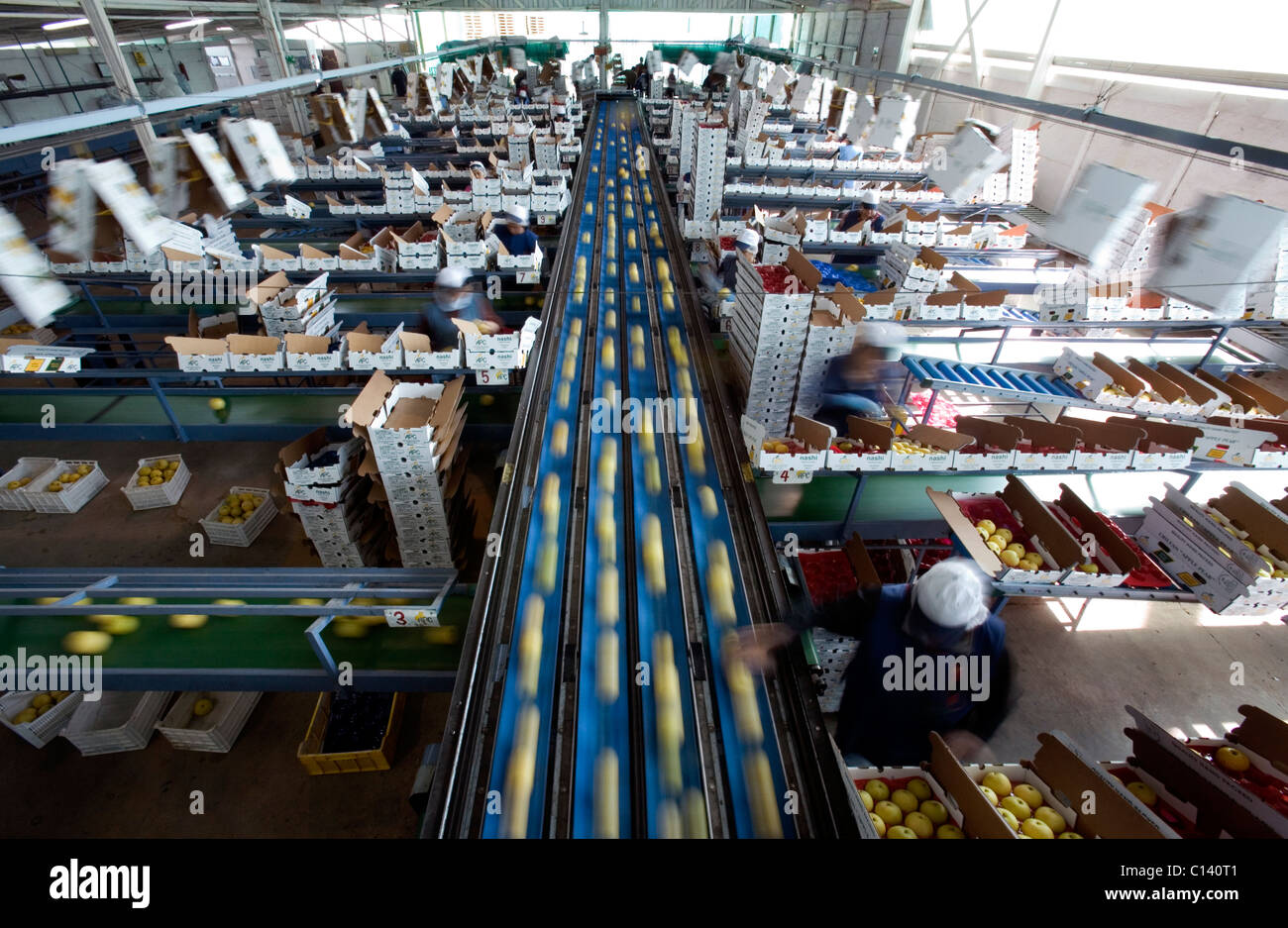 Apples pears packing factory in Rancagua Chile Stock Photo - Alamy