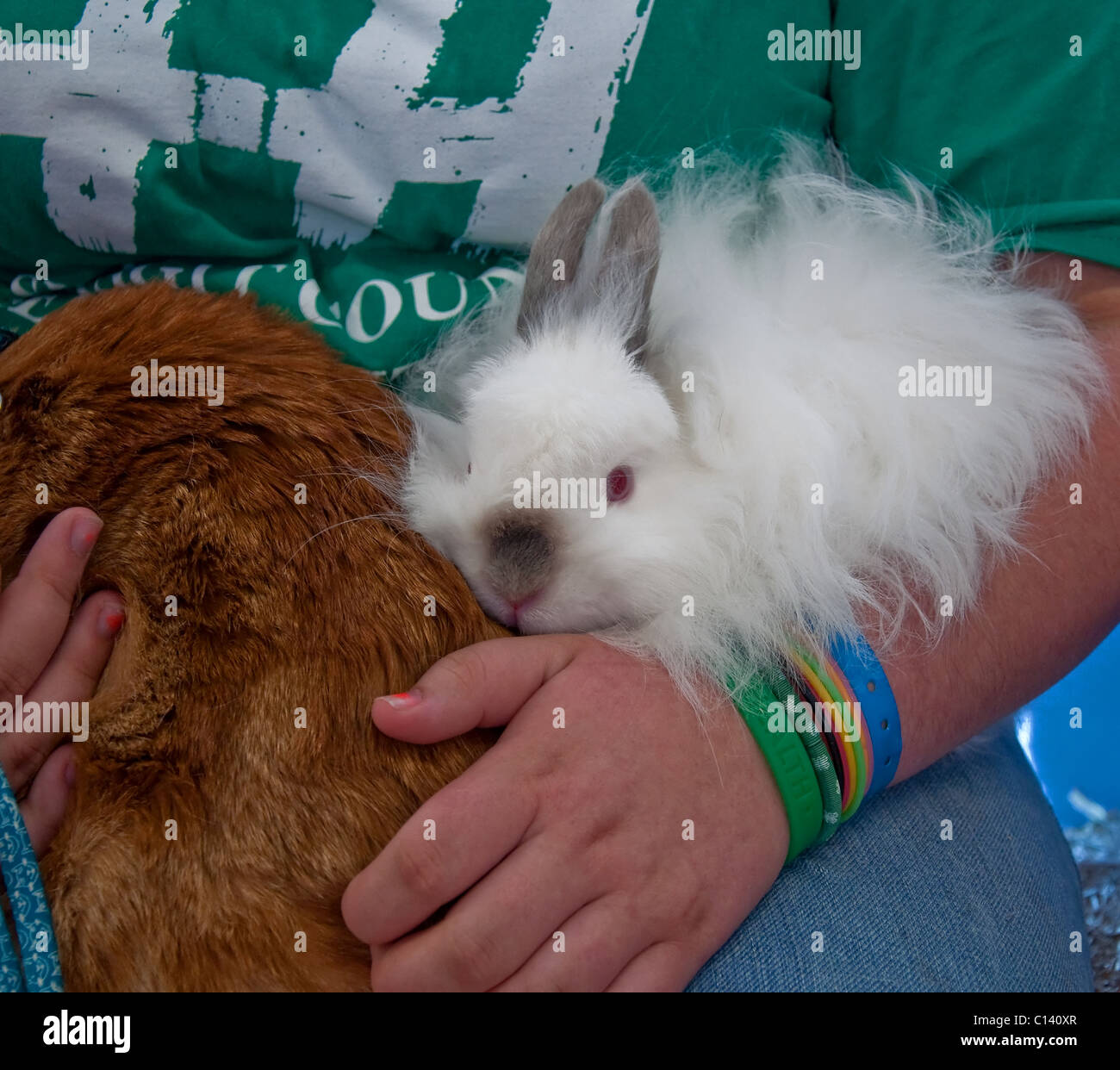 Jersey woolley rabbit hi-res stock photography and images - Alamy