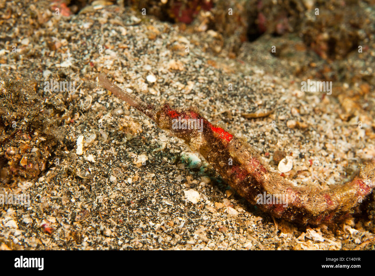 Winged Pipefish (Halicampus macrorhynchus), red variation on a tropical ...