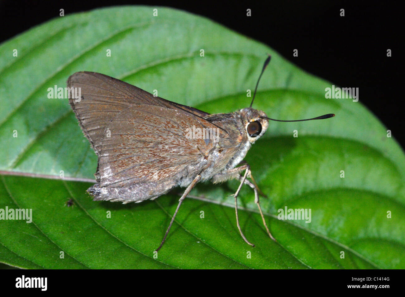 Monk Skipper butterfly Asbolis capucinus Stock Photo - Alamy