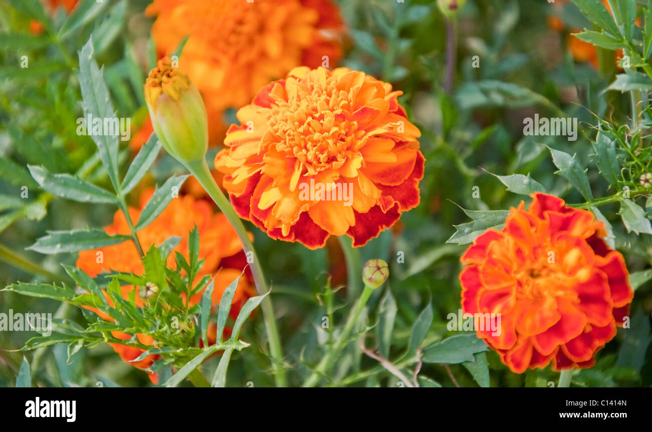 This macro stock image is of an orange and red marigold Tagetes erecta ...