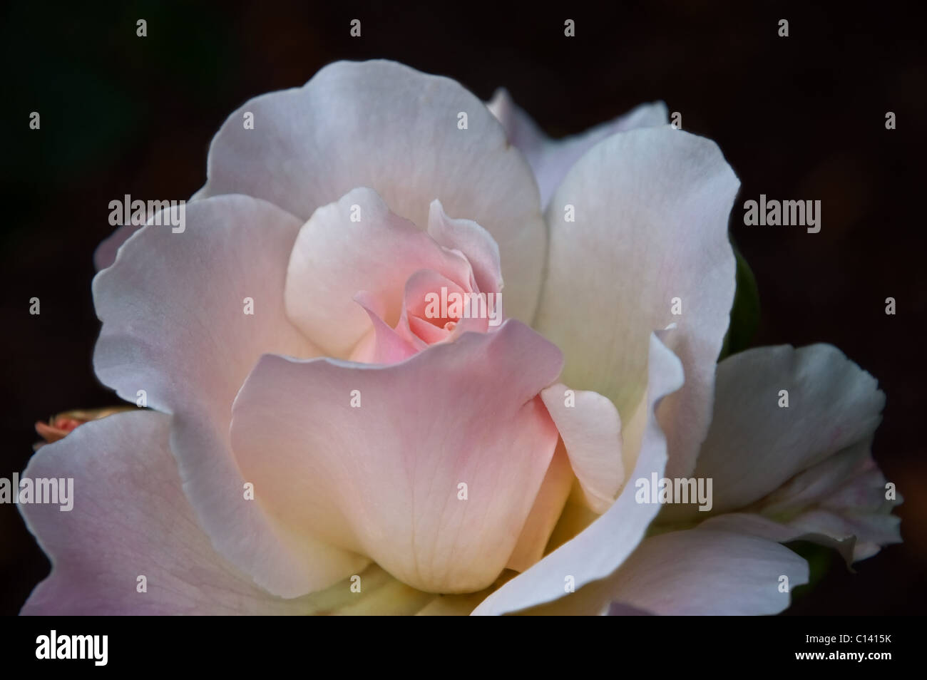 This stock image is a very pale pink, almost white tea rose with soft ...
