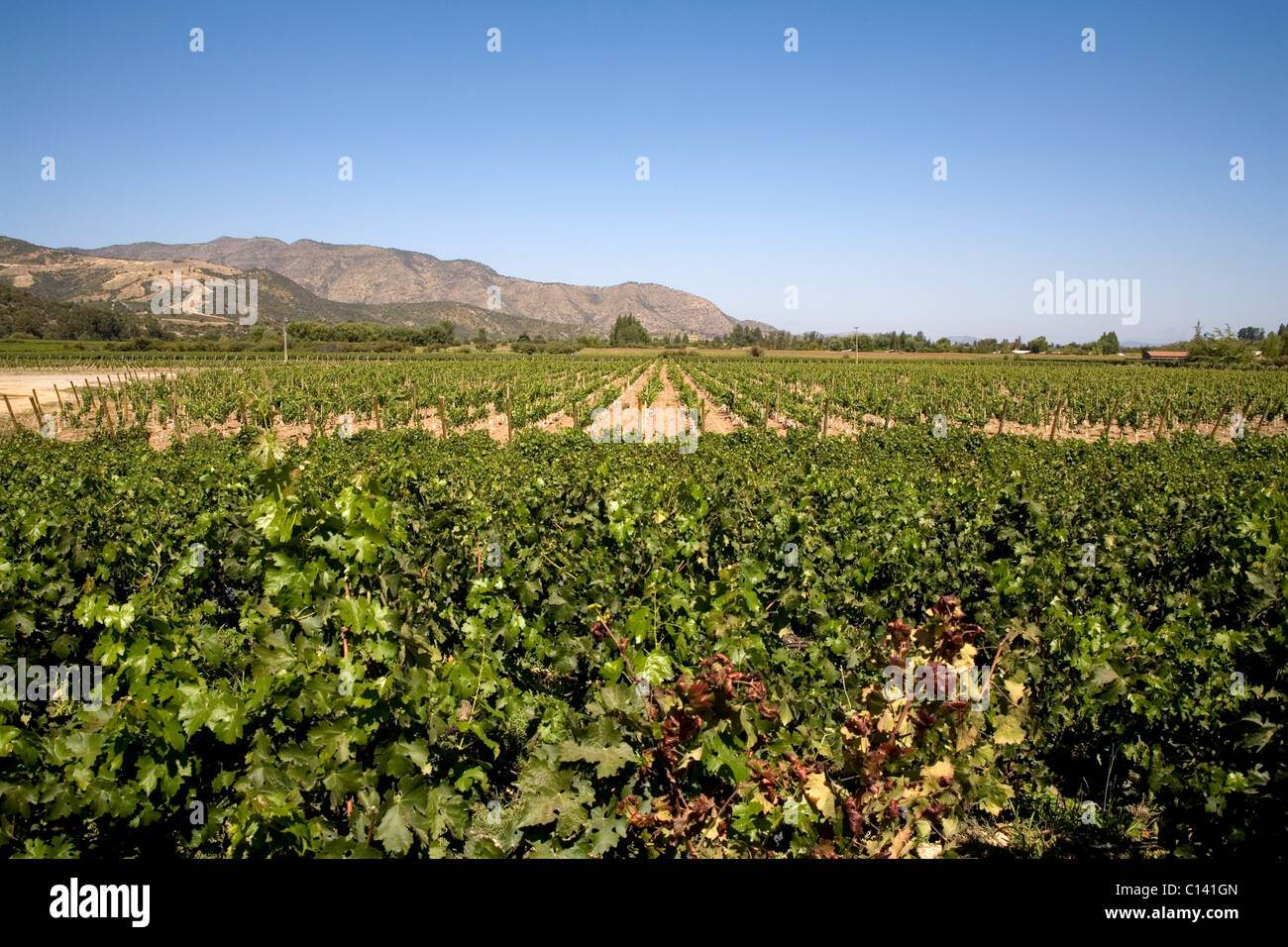 Vina Montes Vineyard Colchagua valley Chile Stock Photo - Alamy