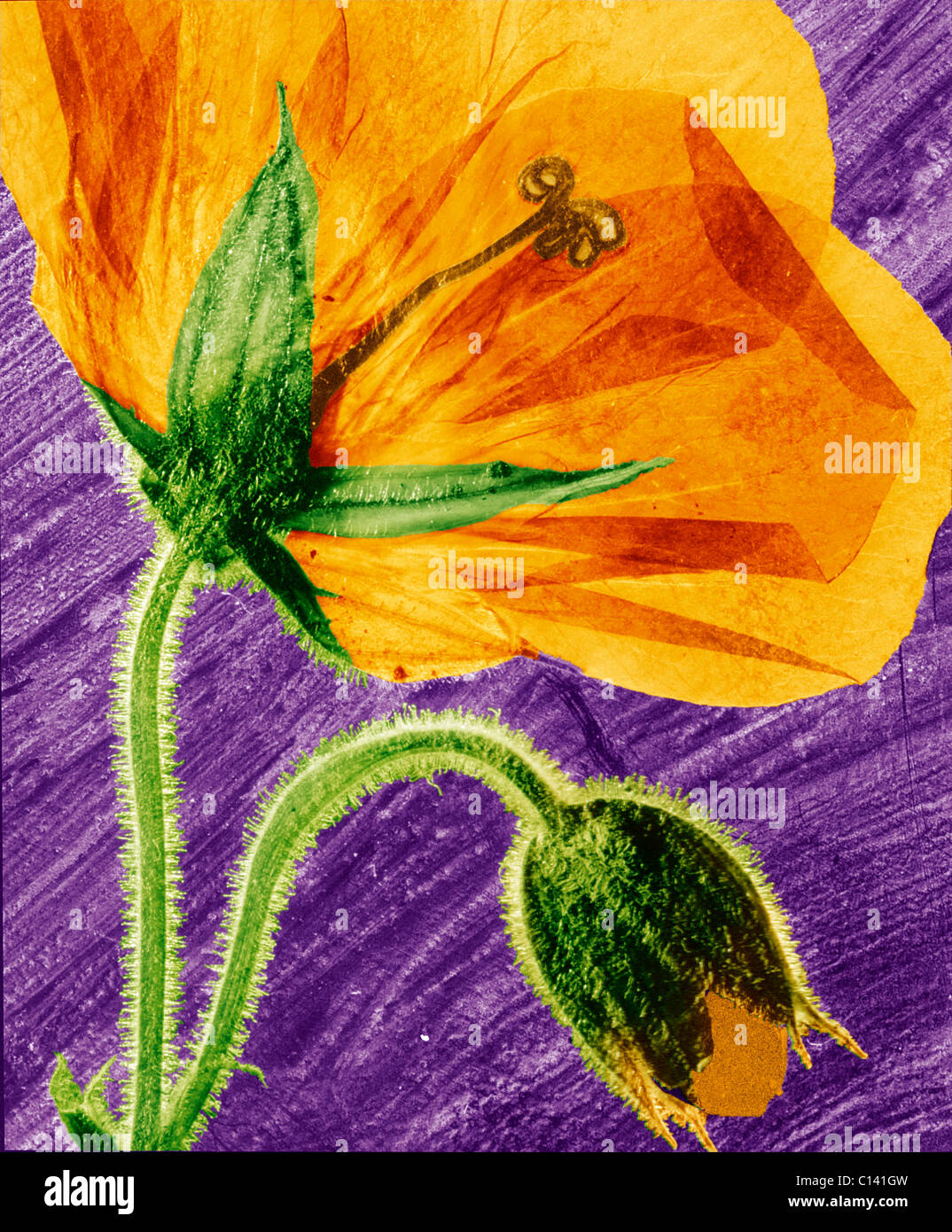 hand coloured pressed geranium flower Stock Photo - Alamy