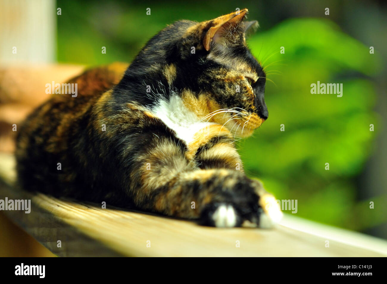 Cat relaxing in the sun Stock Photo - Alamy