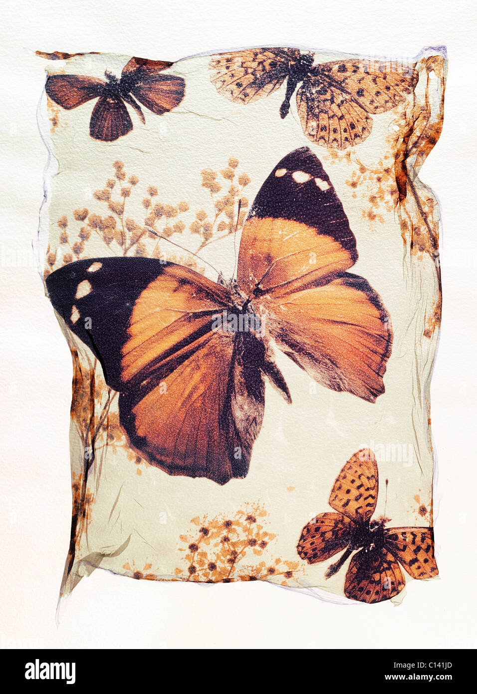 Brown butterflies hi-res stock photography and images - Alamy