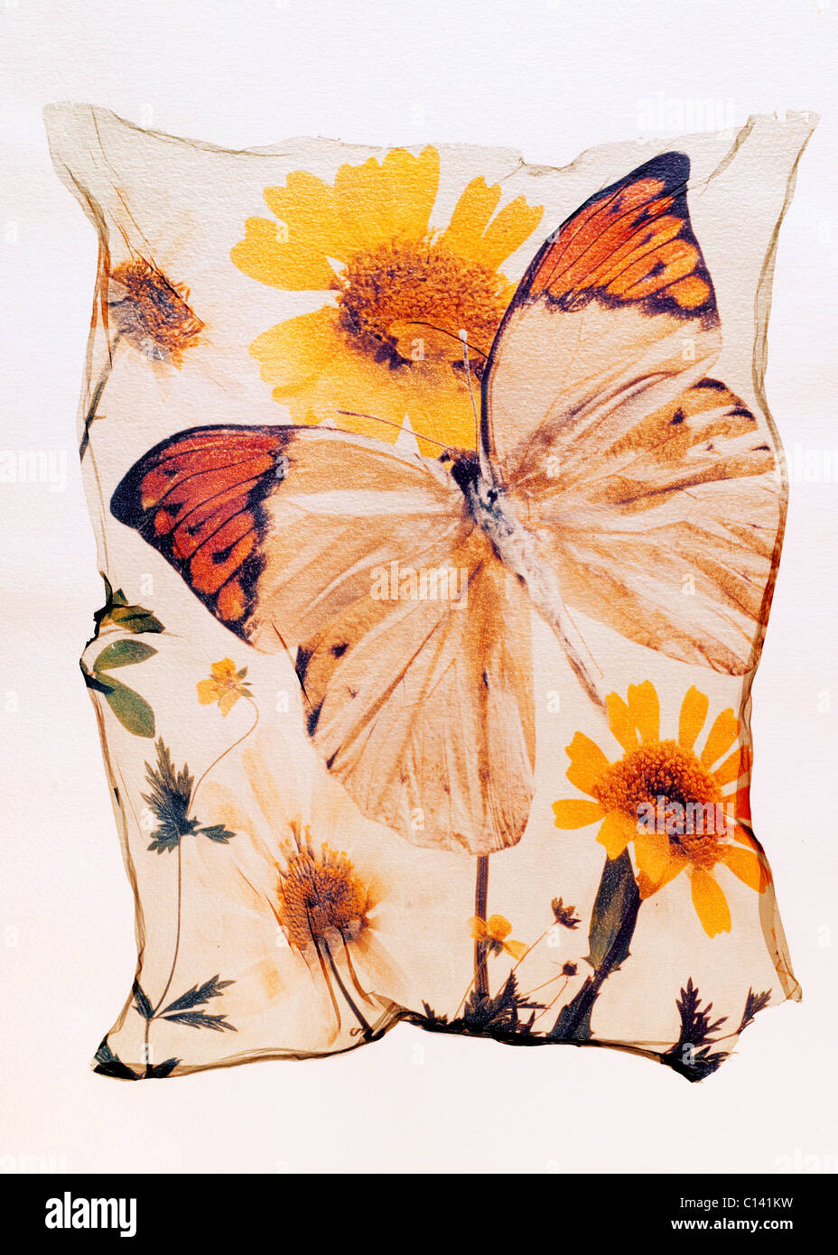 Orange tipped butterfly with wild flowers - Polaroid lift Stock Photo ...