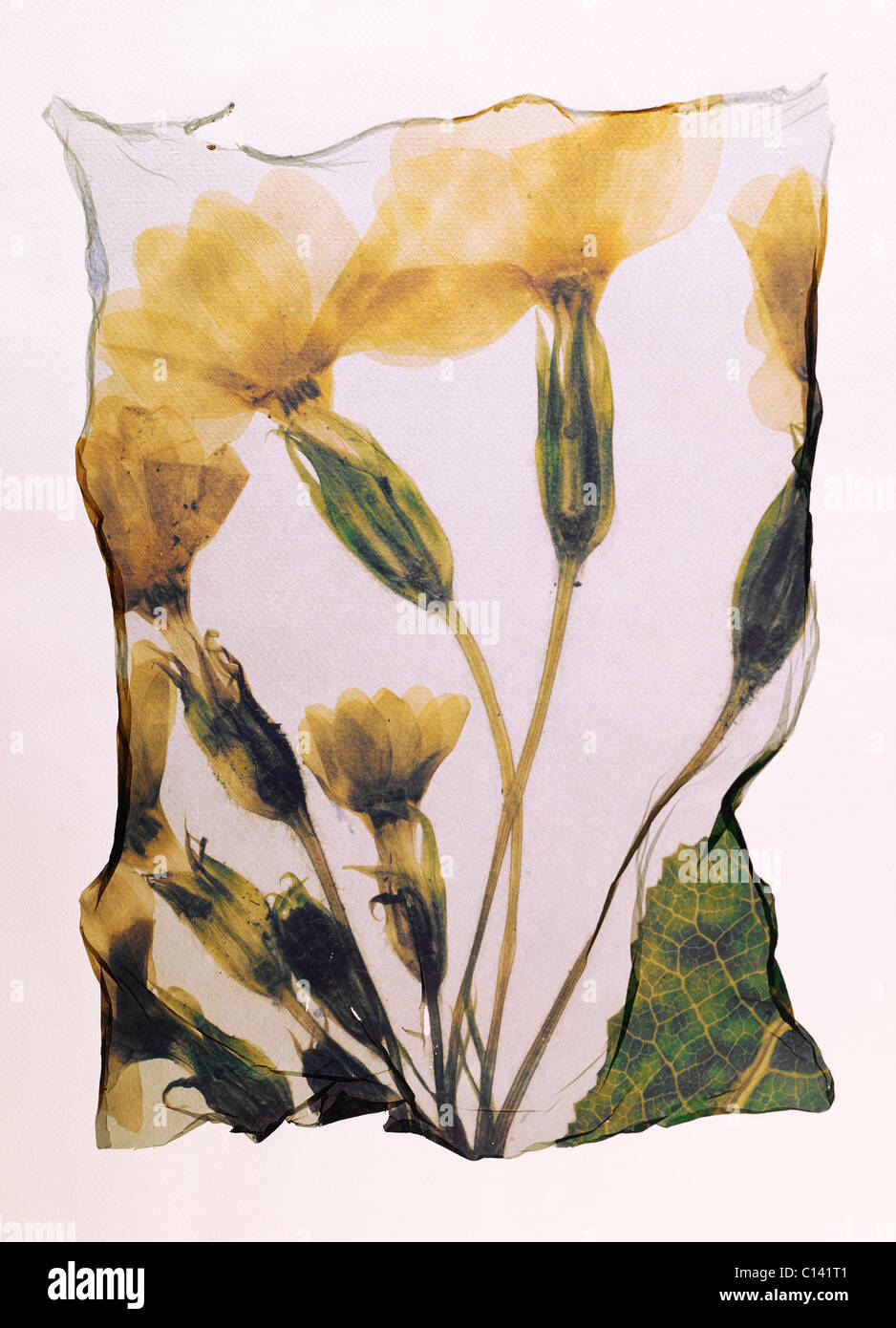 Pressed Primrose ( Primula Vulgaris )- Wild flowers - Polaroid lift ...