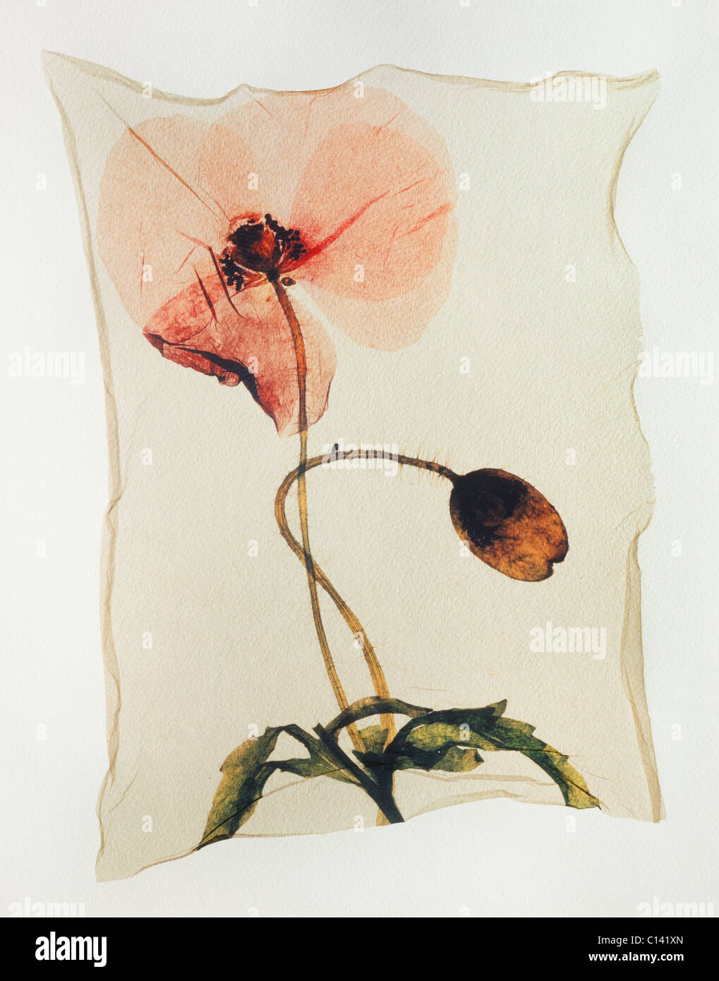 Pressed Field Poppy ( Papaver rhoeas )- Polaroid lift Stock Photo - Alamy