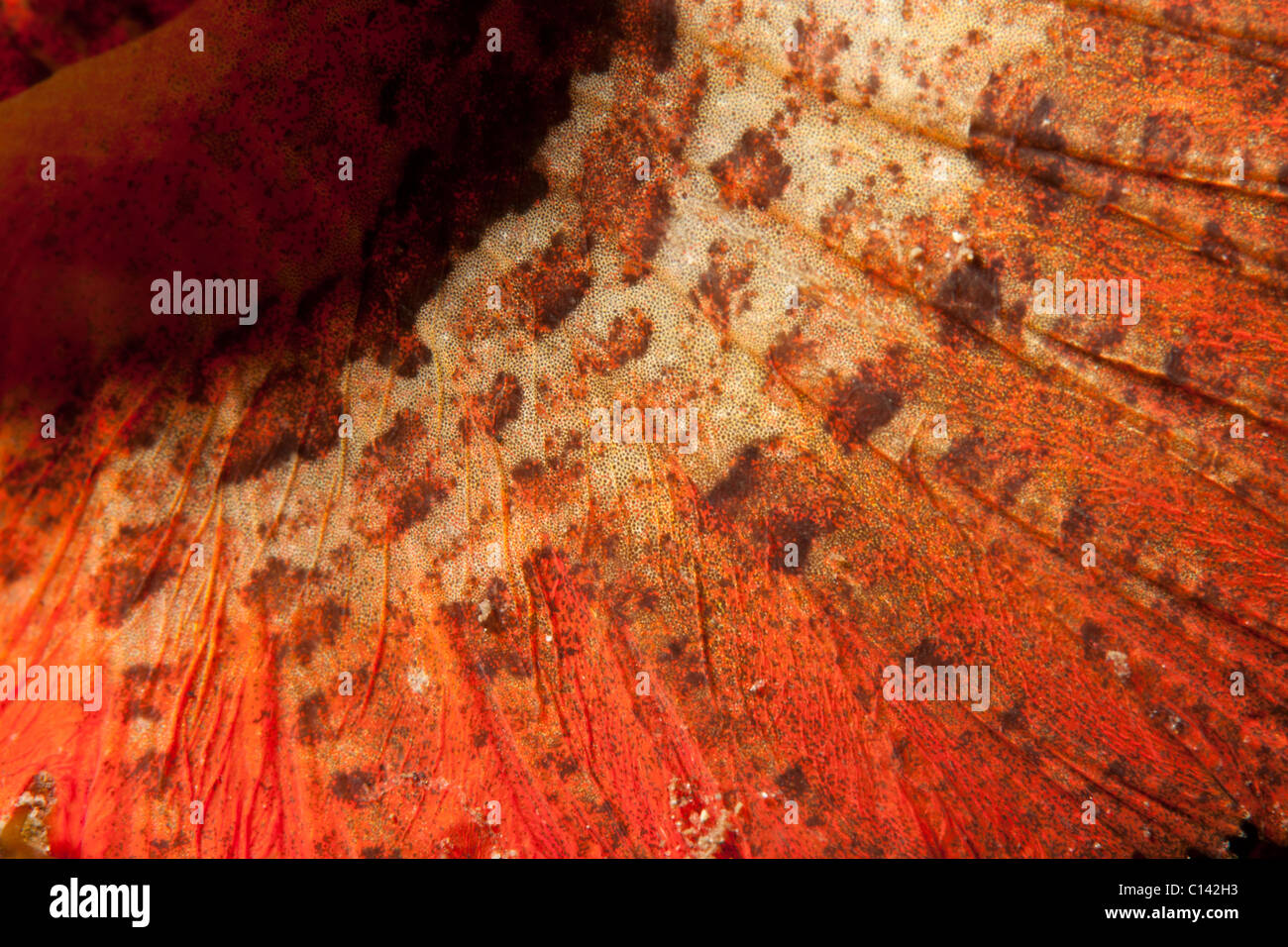 Whiteface Waspfish (Richardsonichthys leucogaster) on a muck bottom in ...