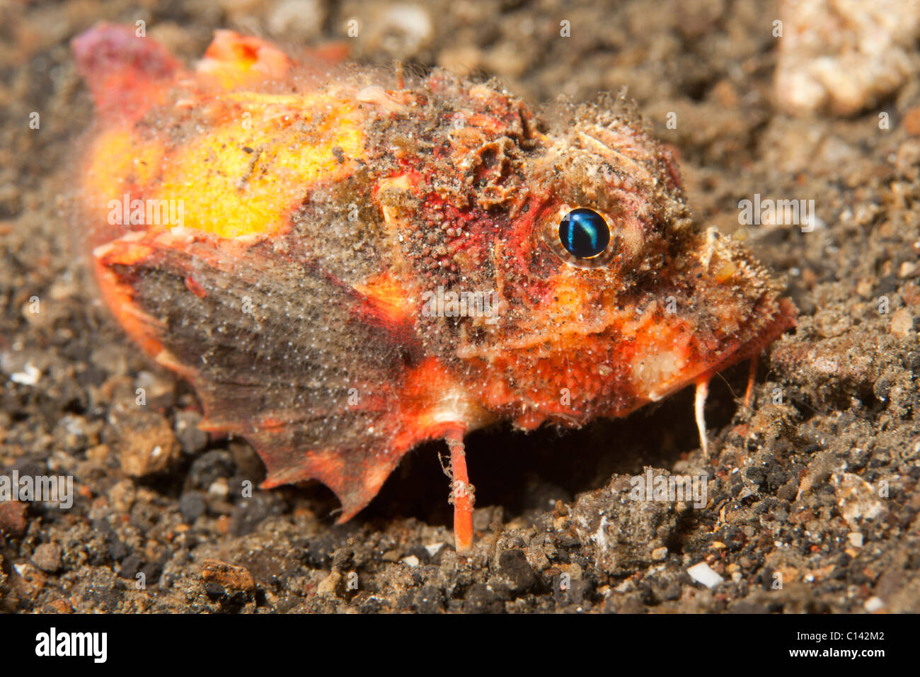 Painted Stingfish (Minous pictus) on a muck bottom in the Lembeh Strait ...