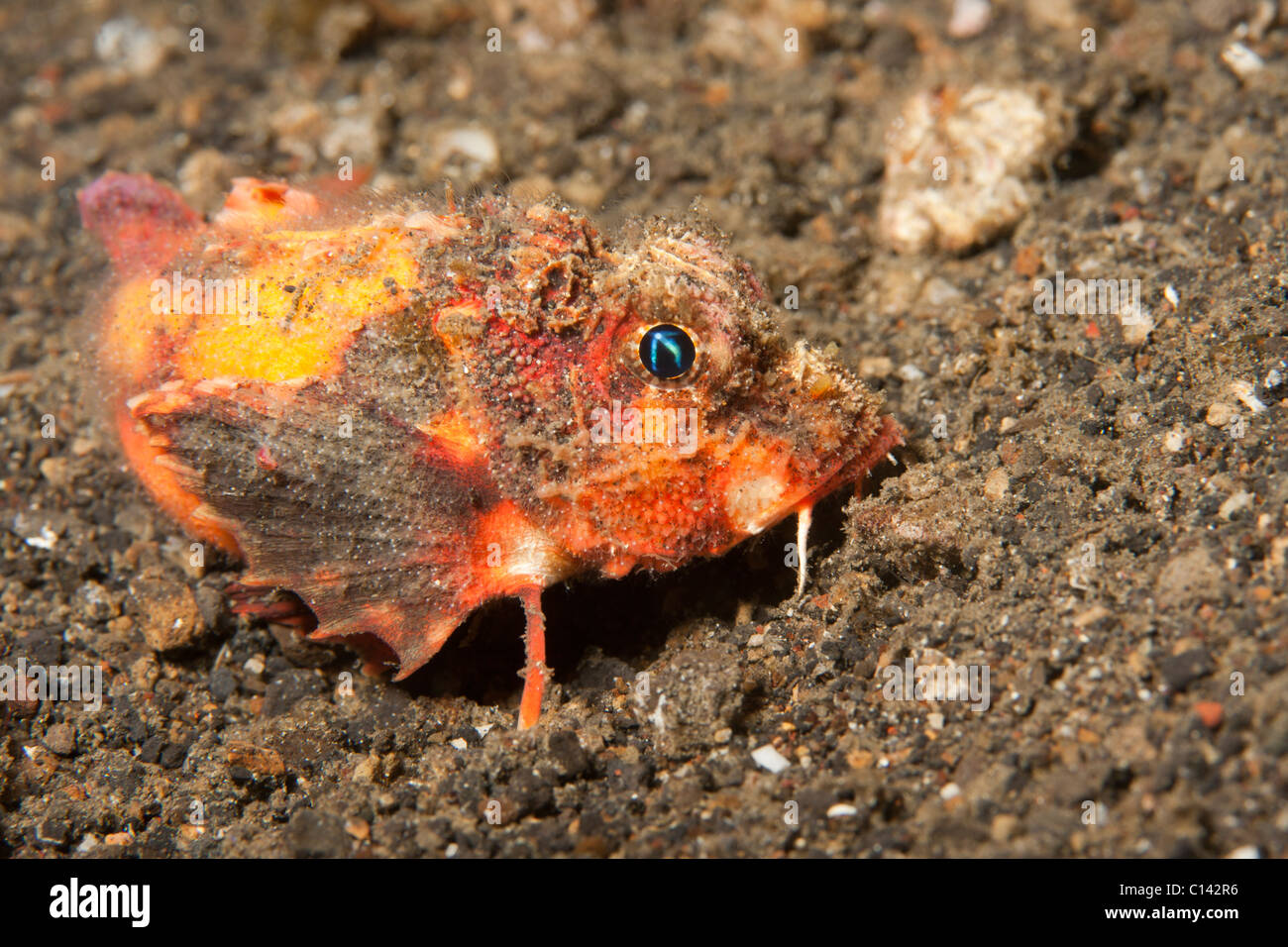 Painted Stingfish (Minous pictus) on a muck bottom in the Lembeh Strait ...