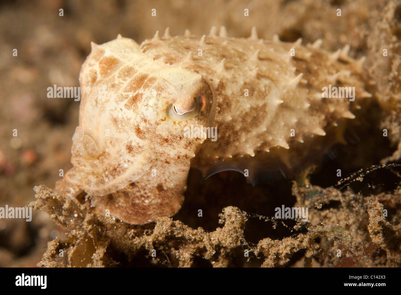 Papuan Cuttlefish (Sepia papuensis) sleeping on a muck bottom in the ...