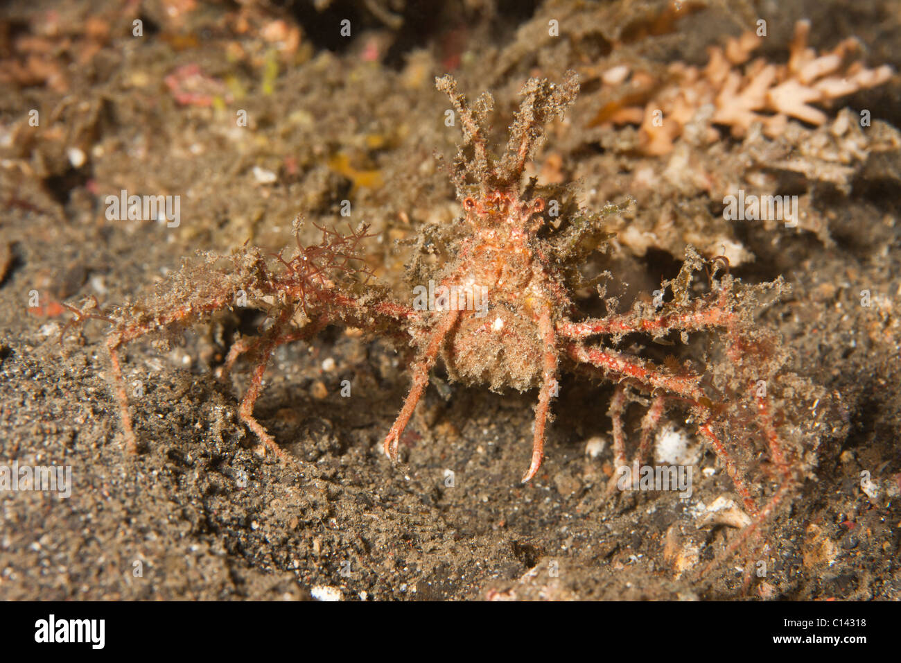 Spider Crab (species unknown) on a muck bottom in the Lembeh Strait ...