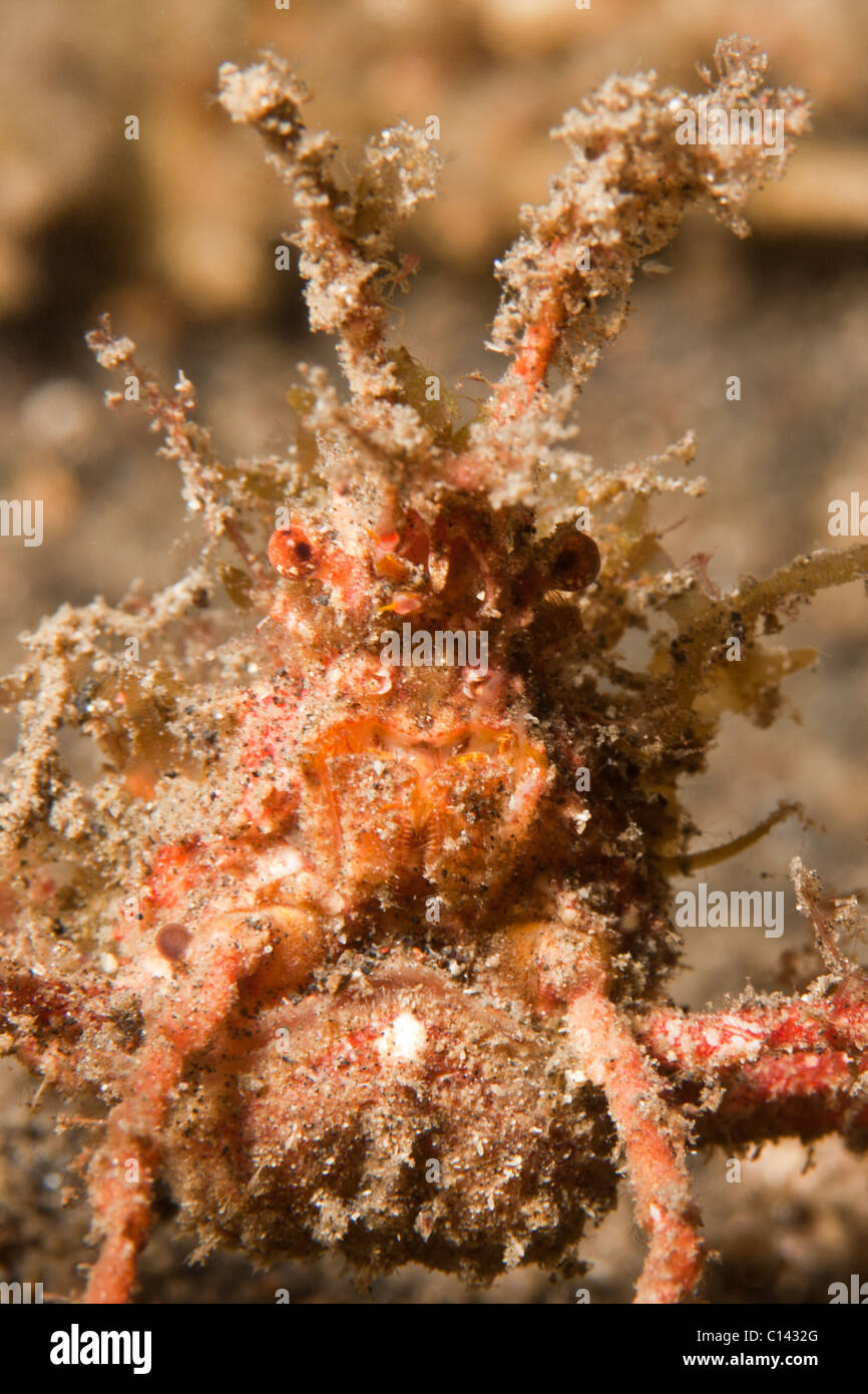 Crab species hi-res stock photography and images - Alamy