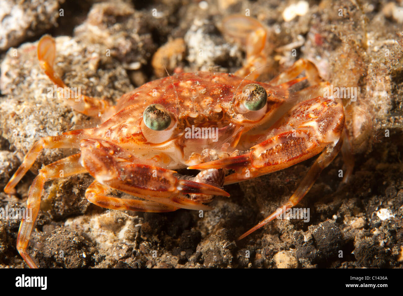 Crab (species unknown) on a muck bottom in the Lembeh Strait, North ...