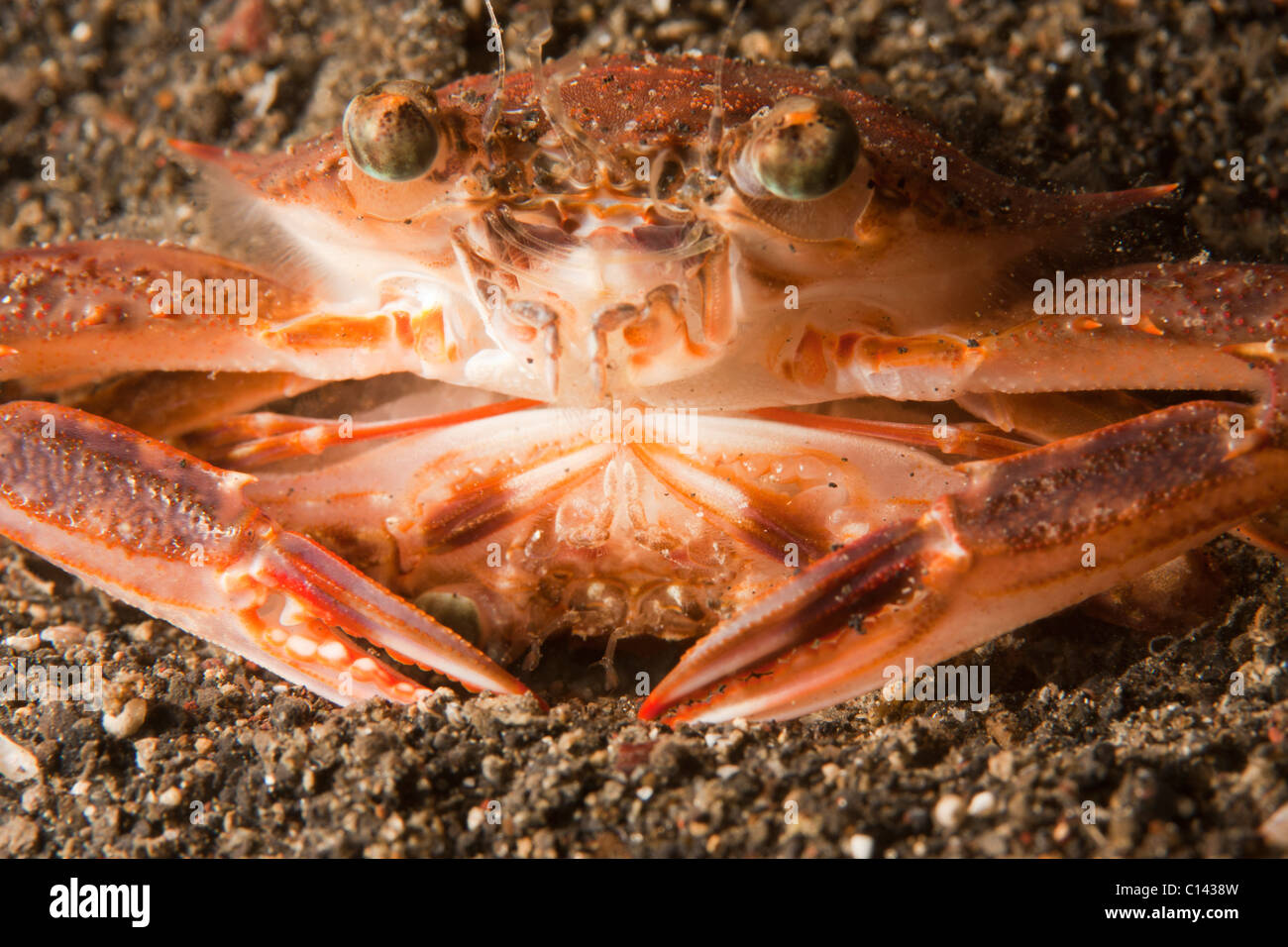 Crab (species unknown) pair mating on a muck bottom in the Lembeh ...