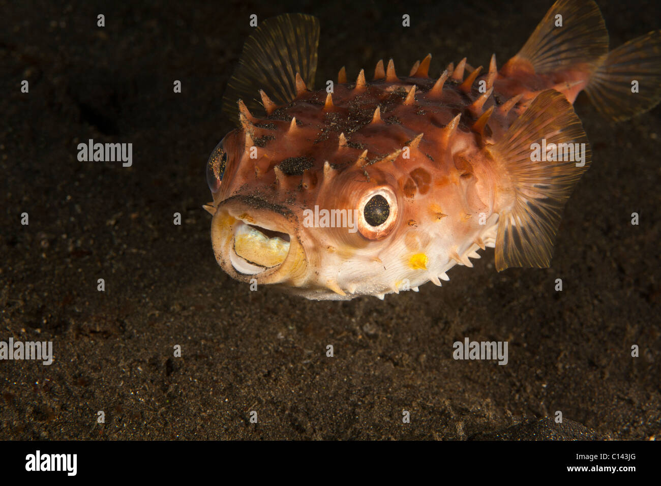 Orbicular Porcupinefish (Cyclichthys orbicularis Stock Photo - Alamy