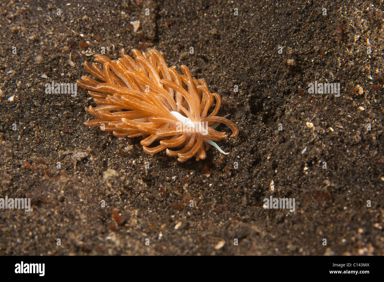 Nudibranch (Phyllodesmium sp Stock Photo - Alamy