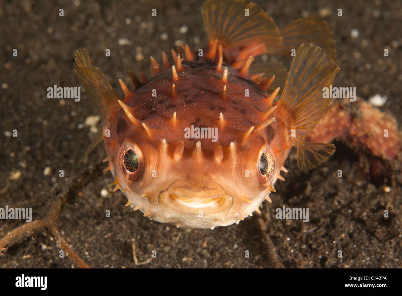 Orbicular Porcupinefish (Cyclichthys orbicularis Stock Photo - Alamy