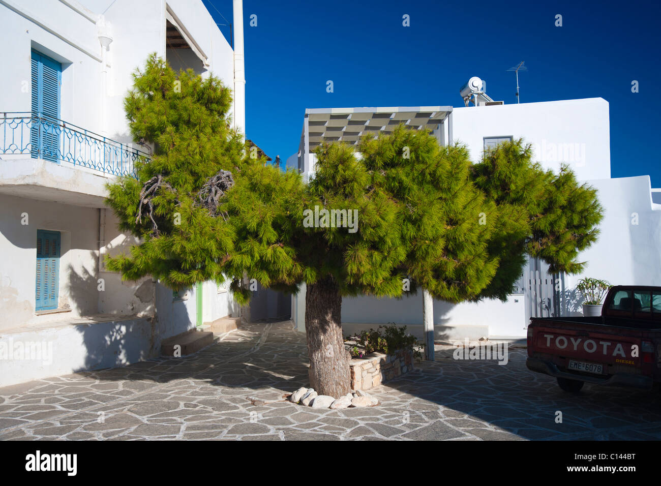 Strange looking cropped pine tree standing on a small public square in ...