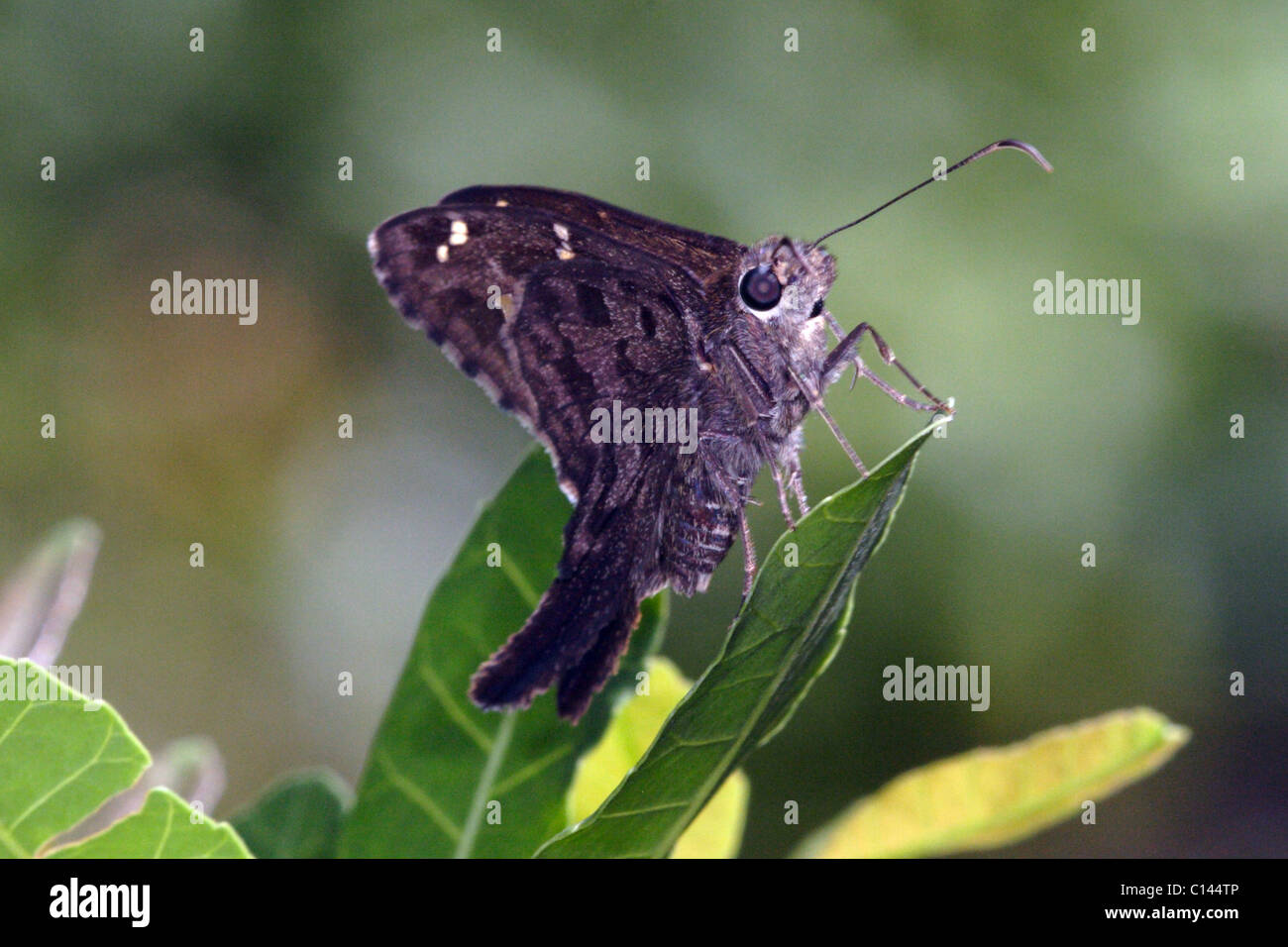 Skipper Longtail - Urbanus dorantes Butterfly Stock Photo - Alamy