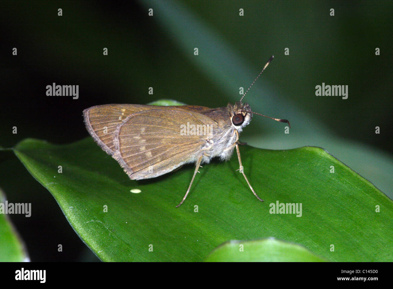 Three-Spotted Skipper Cymaenes tripunctus Stock Photo - Alamy