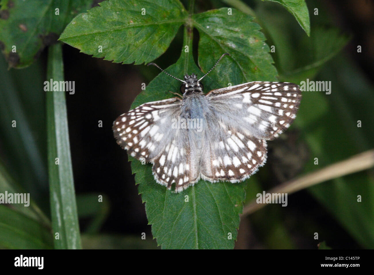 Checkered butterflies hi-res stock photography and images - Alamy
