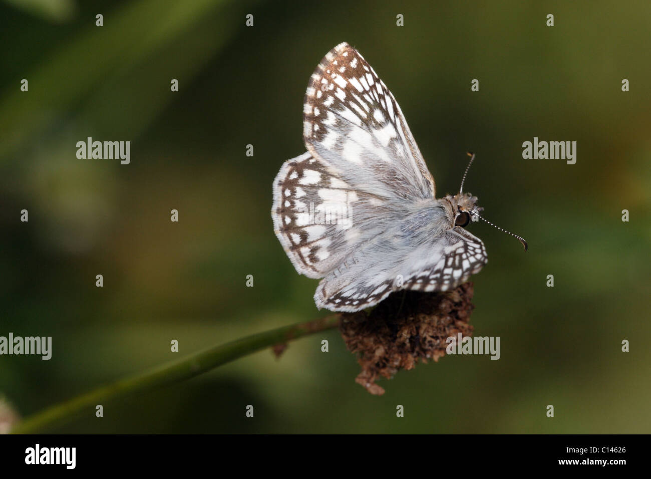 Checkered butterflies hi-res stock photography and images - Alamy
