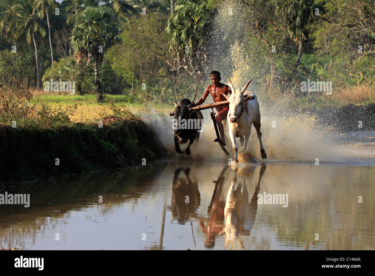 maramadi or cattle race in palakad,kerala,India Stock Photo - Alamy