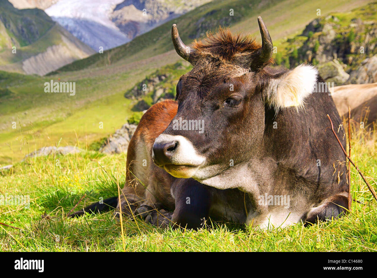 Almkuh - alp cow 24 Stock Photo - Alamy